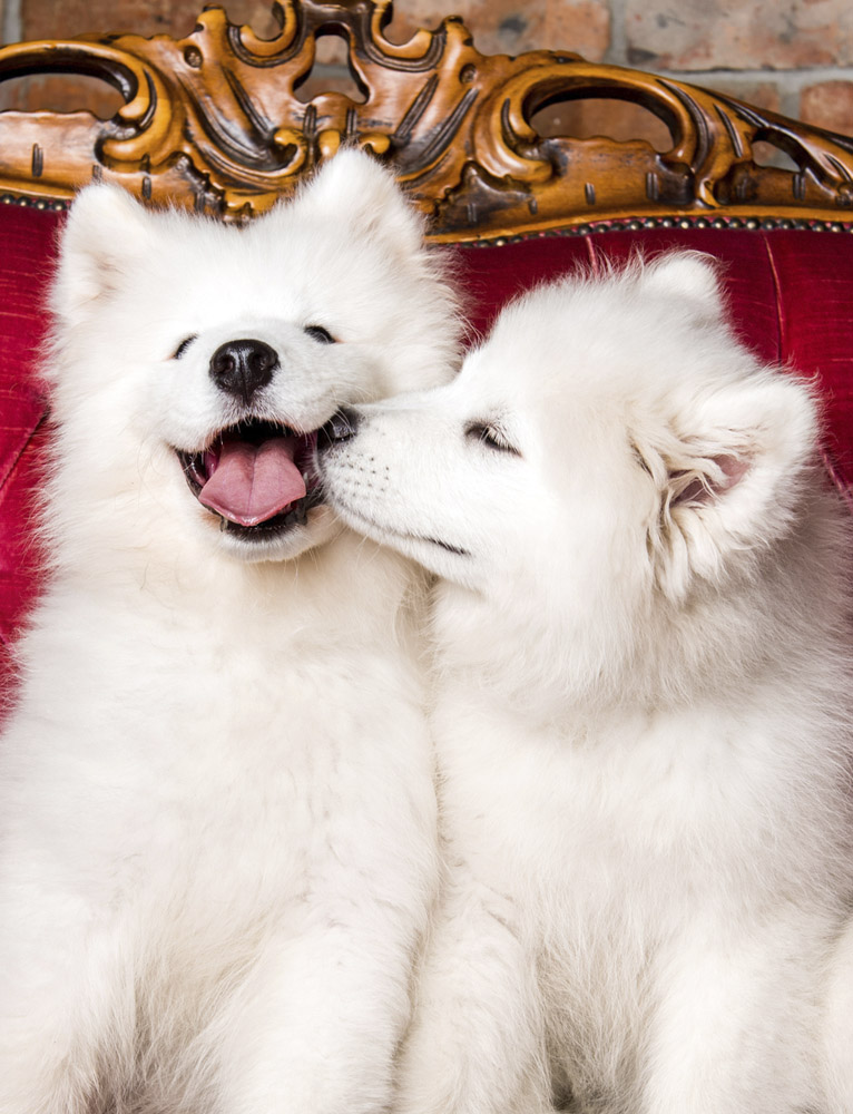 Dog DNA Profiling - Lifelong Protection for Your Furry Friend