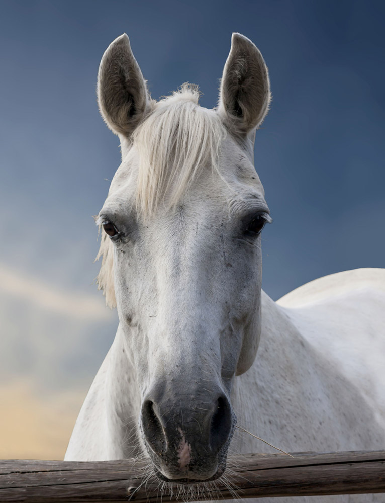 Horse Parentage Verification - DNA Diagnostics Center
