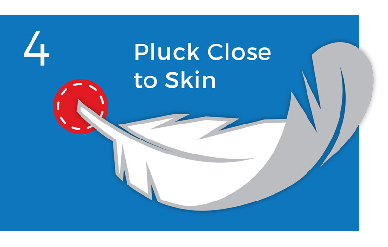 Bird DNA Testing - Feather Collection Kit | DDC