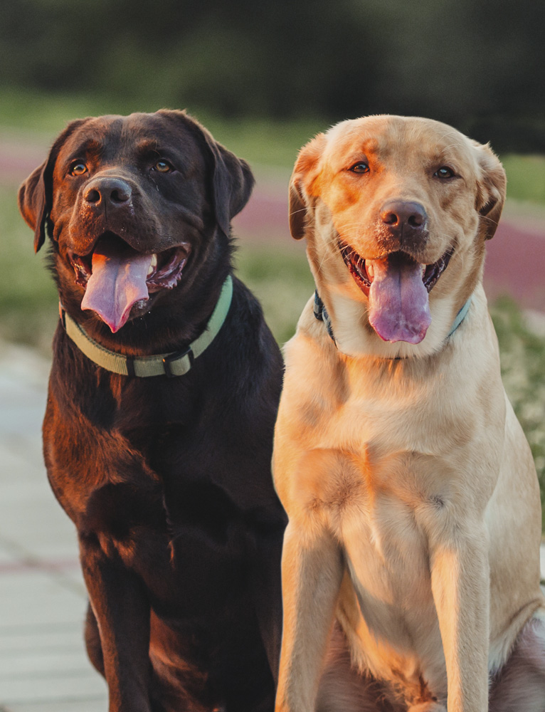 Dog Color Genetics - Inherited Traits DNA Testing from DDC