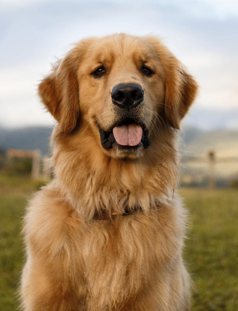 Exercise Induced Collapse (EIC) DNA Testing | DDC Pets & Vets