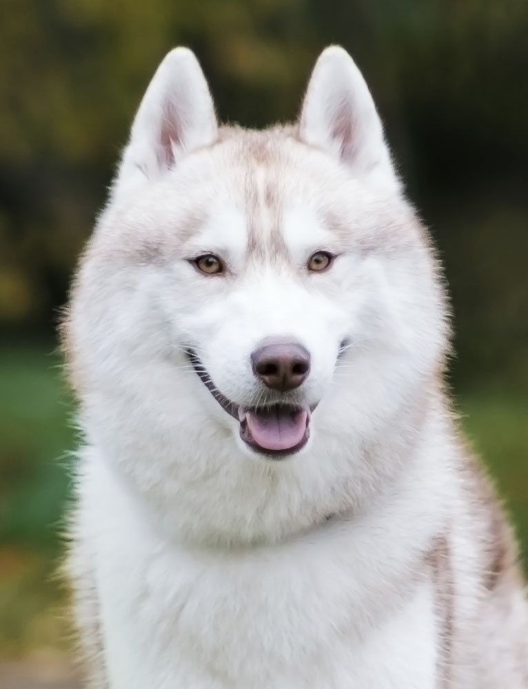 Inherited Traits Screening - Dog DNA Testing from DDC